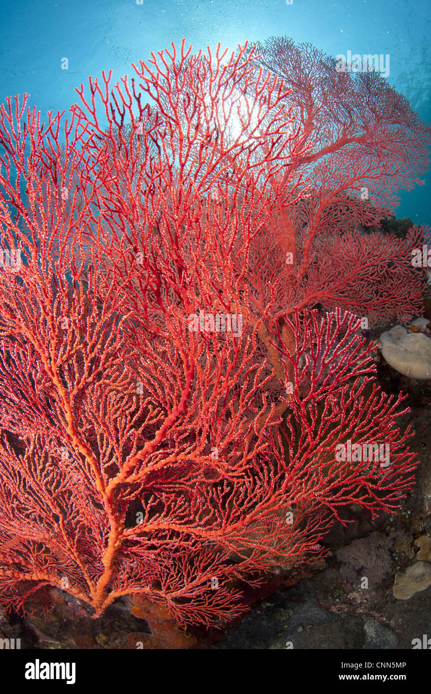 Sea fan melithaea sp on coral reef hi-res stock photography and images ...