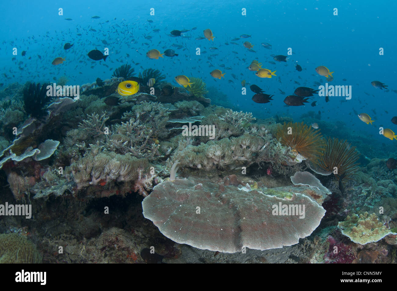 Coral reef habitat with various species of fish, Pantar Island, Alor ...