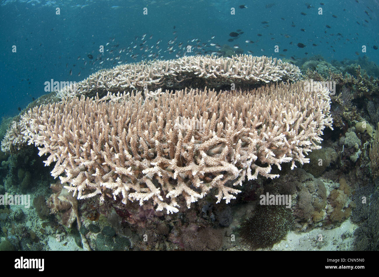 Staghorn Coral (Acropora robusta) and fish on reef, Pantar Island, Alor ...