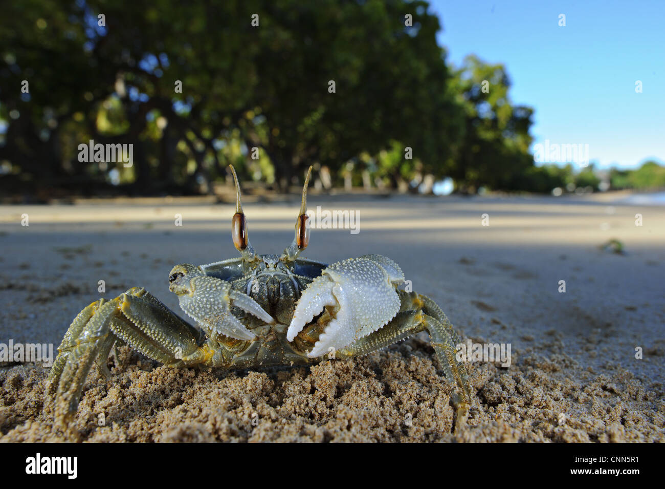 Ghost Crab (Ocypode sp.) adult, on beach habitat, Nosy Be, Madagascar ...