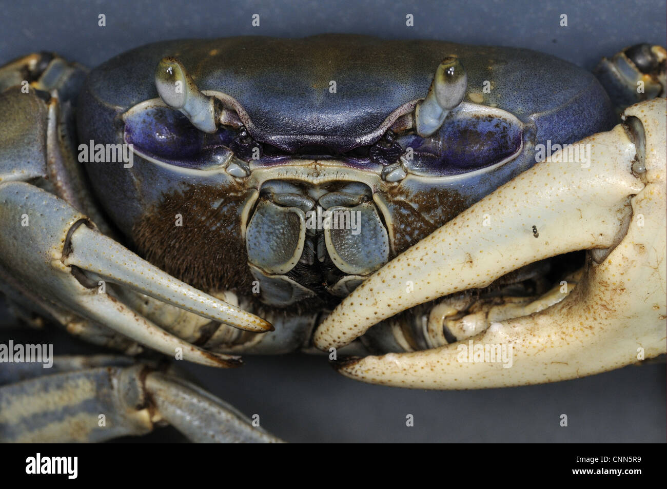 Blue Land Crab (Cardisoma guanhumi) adult male, close-up of face and ...
