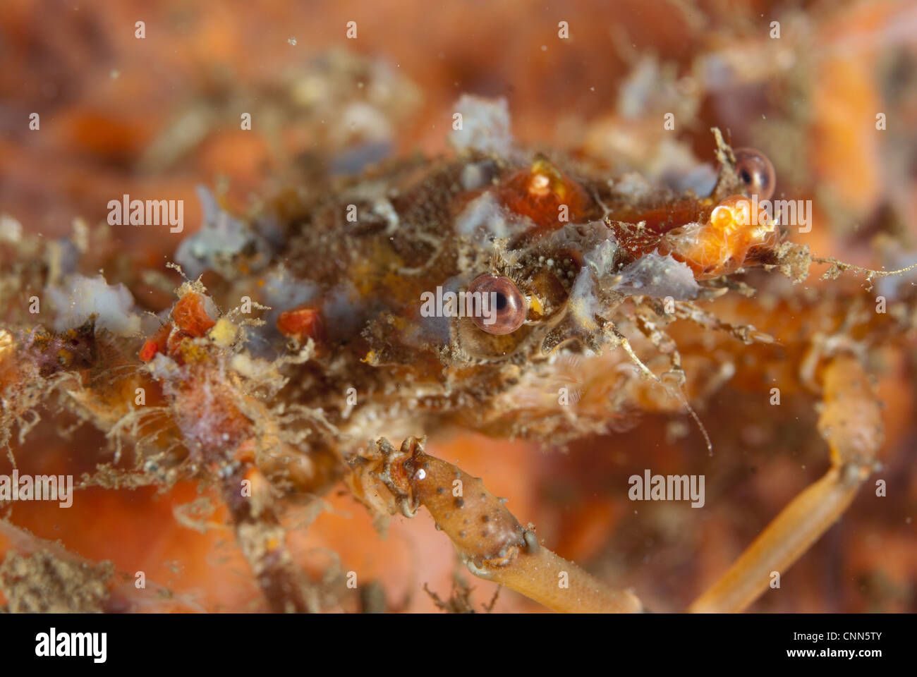 Ornamental Spider Crab Schizophrys aspera adult camouflaged reef night ...