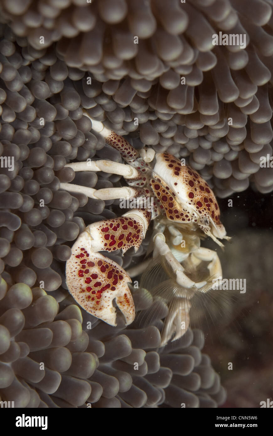 Spotted Porcelain Crab (Neopetrolisthes maculatus) adult, fanning for ...