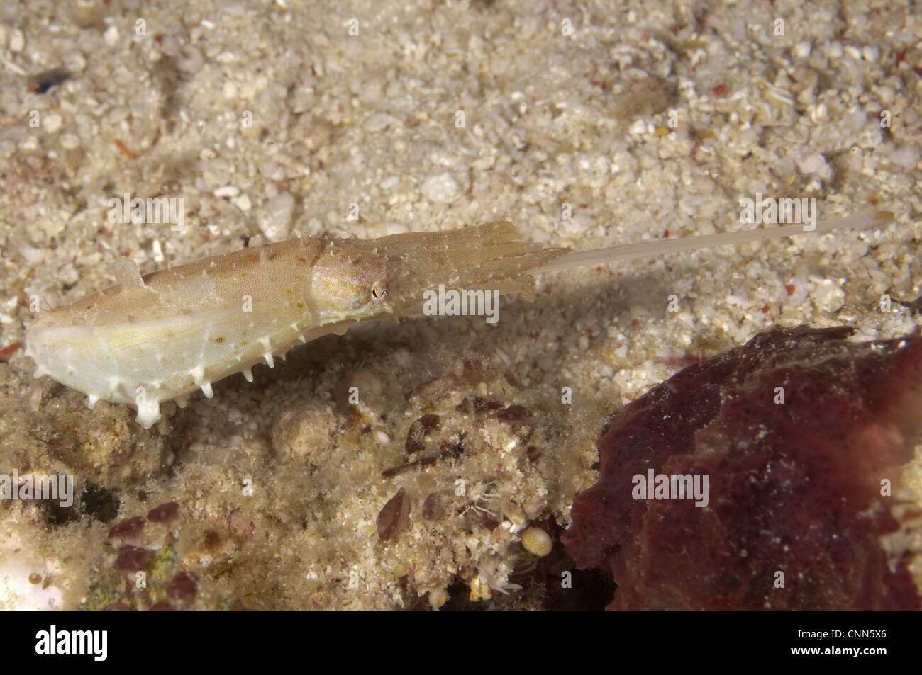 Broadclub Cuttlefish (Sepia latimanus) adult, feeding, with tentacles ...