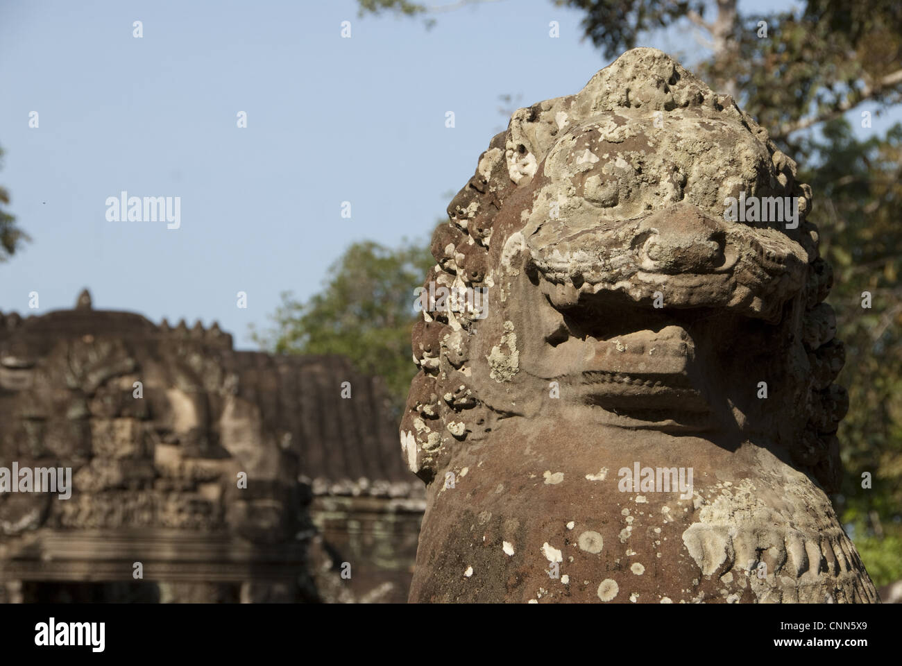 Guardian lion statue in Khmer temple ruins, Ta Prohm, Angkor, Siem Riep ...