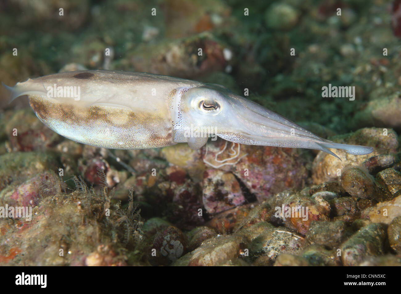Cuttlefish Feeding