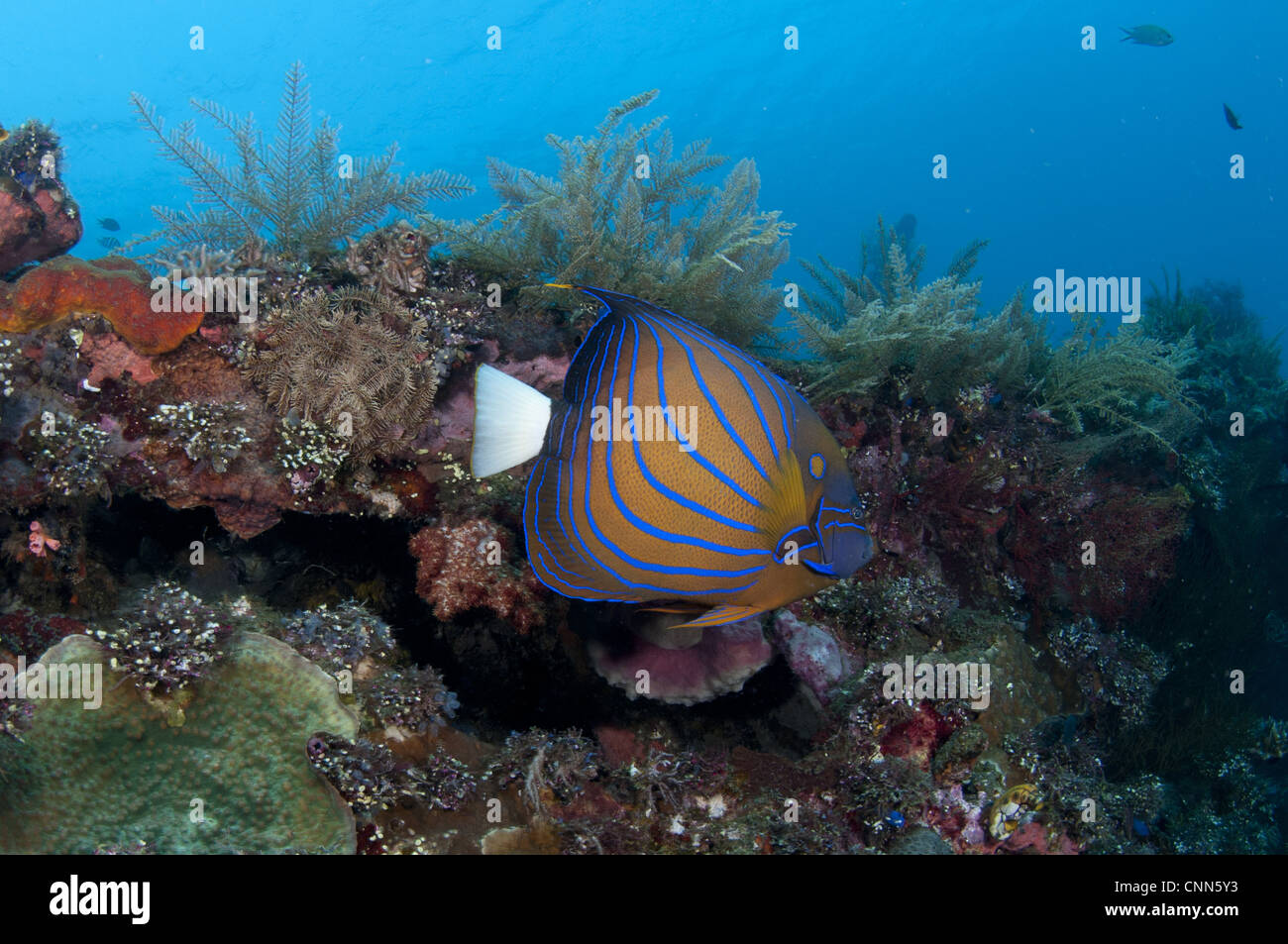 Blue-ringed Angelfish Pomacanthus annularis adult swimming coral ...