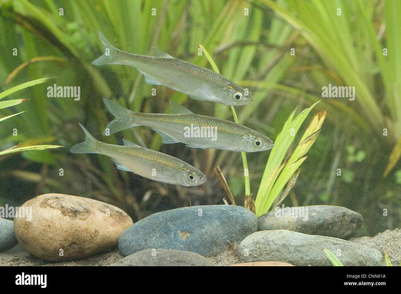 Common Bleak (Alburnus alburnus) three adults, swimming, Sussex ...