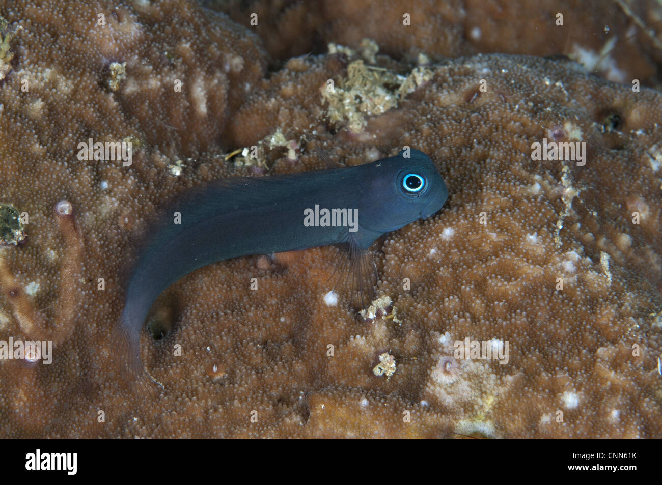 Yellowtail Blenny Ecsenius namiyei blue colour variation adult resting ...