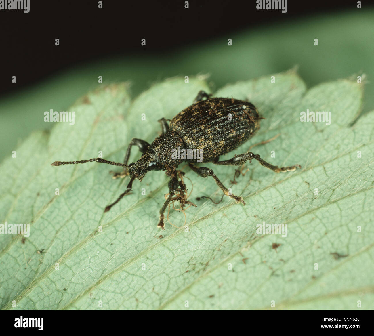Vine weevil strawberry plant hi-res stock photography and images - Alamy