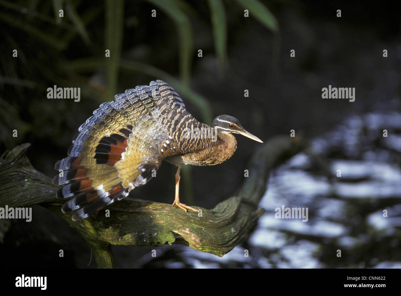 Sunbittern (Eurypyga helias) adult, stretching wing (captive Stock Photo - Alamy