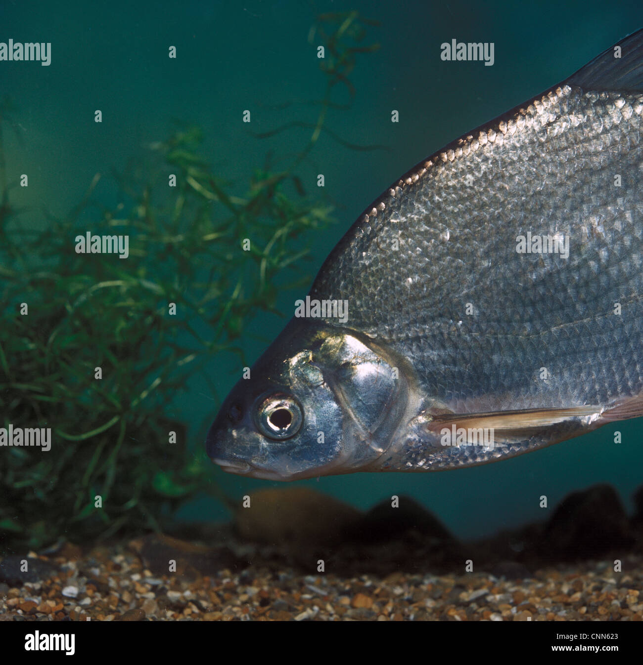 Fish - Common Bream (Abramis brama Stock Photo - Alamy