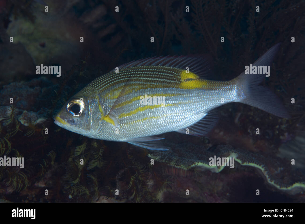 Striped Large-eye Bream Gnathodentex aureolineatus adult swimming reef ...