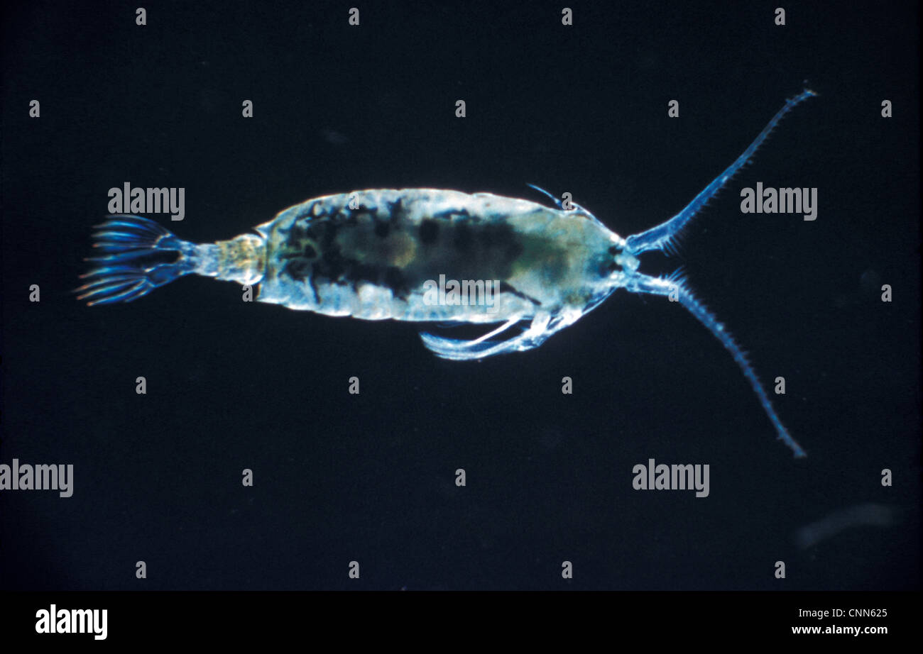 Aanomalocera hi-res stock photography and images - Alamy