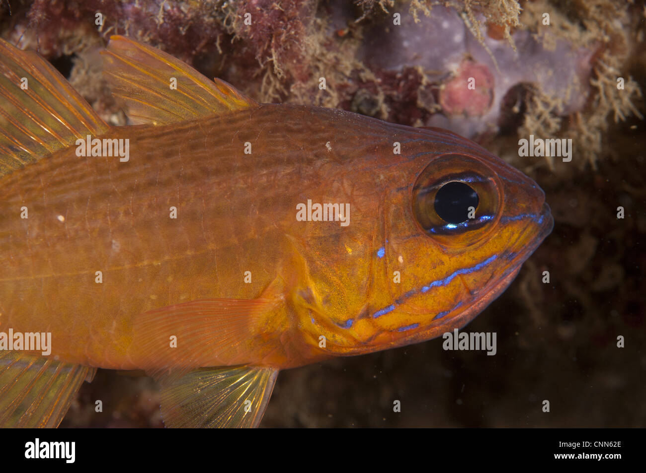 Yellow Cardinalfish (Apogon luteus) adult, close-up of head, Ambon ...