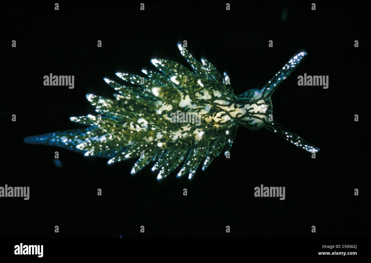 Placida hi-res stock photography and images - Alamy