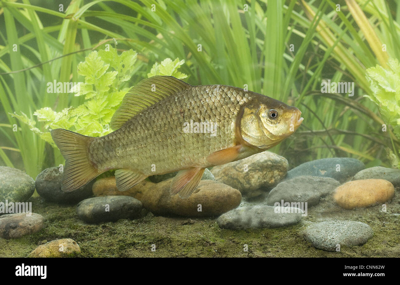 Eurasian carp hi-res stock photography and images - Alamy