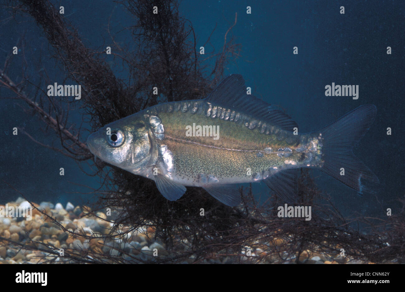 Cyprinus carpio eurasian carp hi-res stock photography and images - Alamy