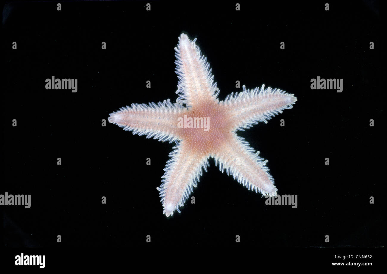 The Luidia sarsi is a species of starfish. young taken 1967 Stock Photo ...