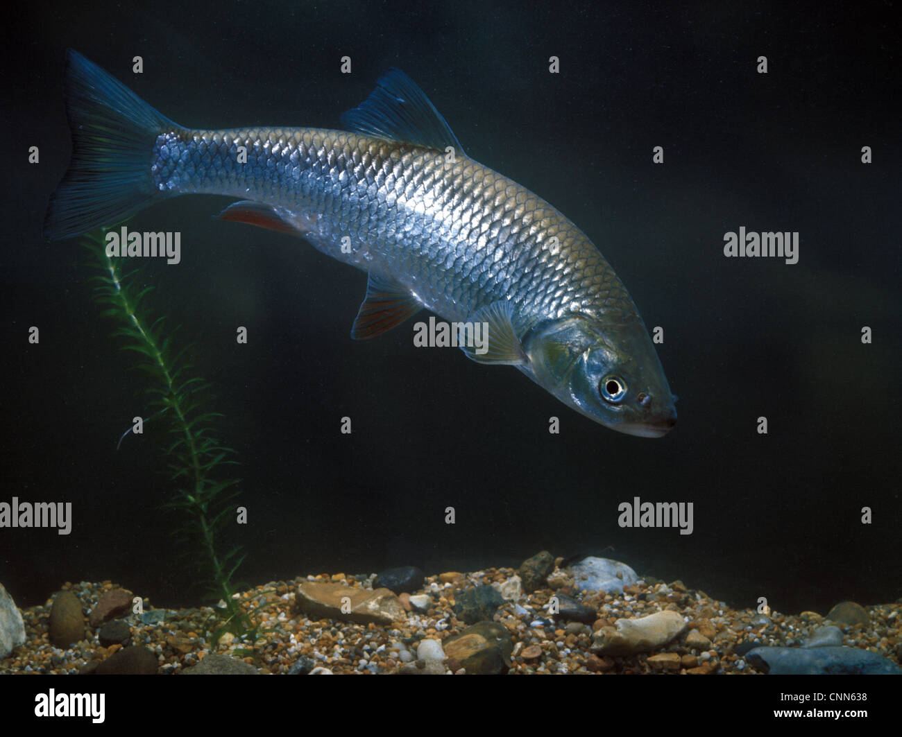 Fish - Chub (Leuciscus cephalus Stock Photo - Alamy