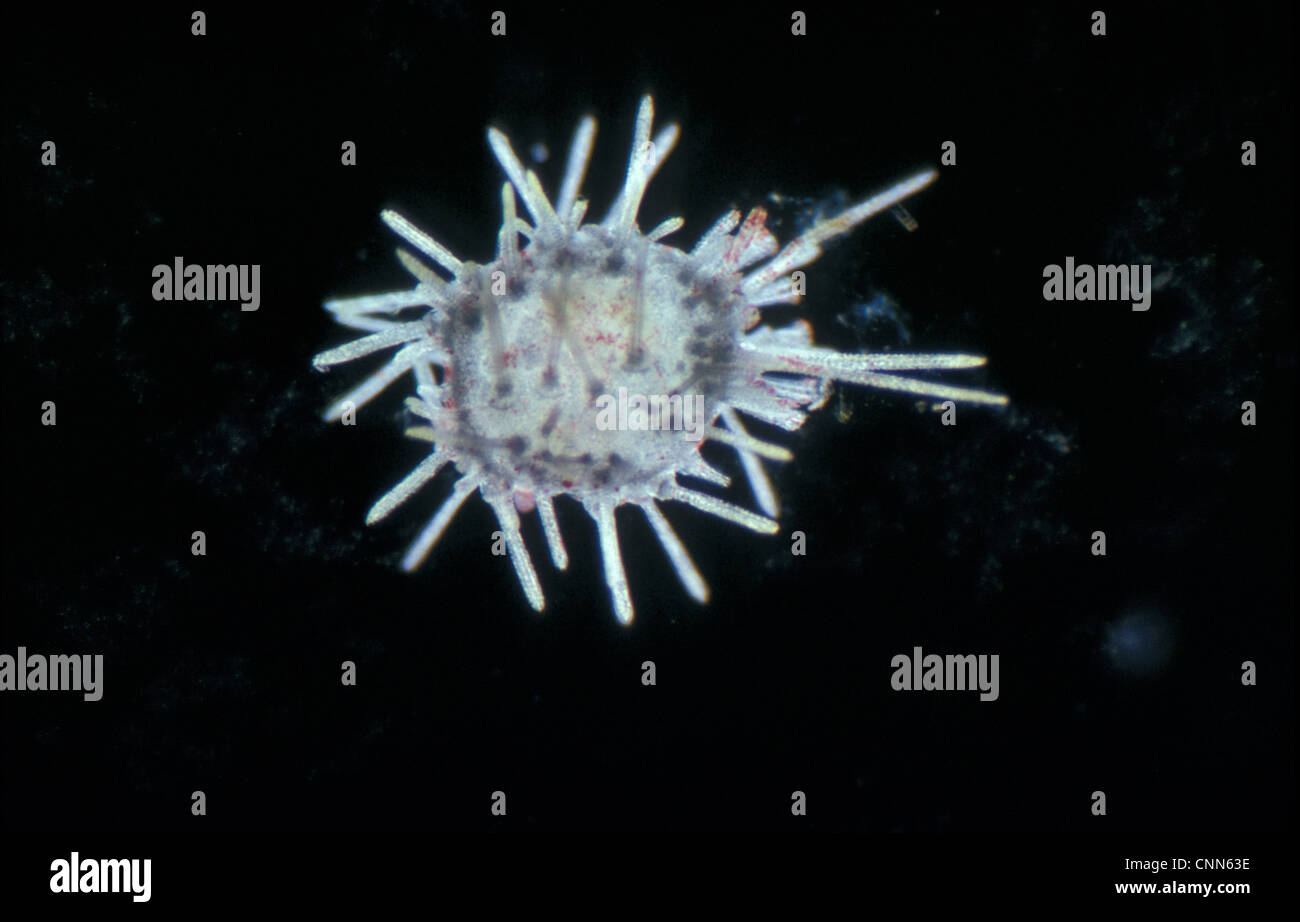 Heart Urchin High Resolution Stock Photography and Images - Alamy