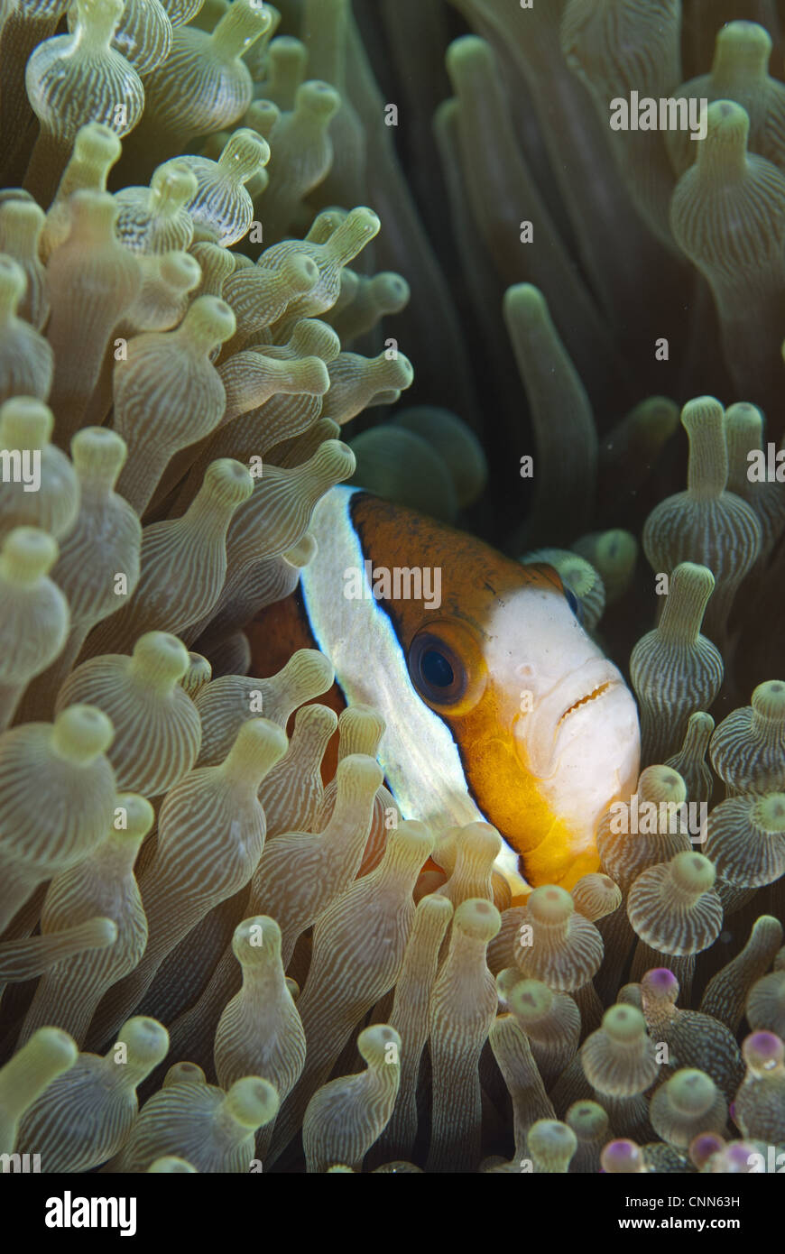 Threeband anemonefish hi-res stock photography and images - Alamy