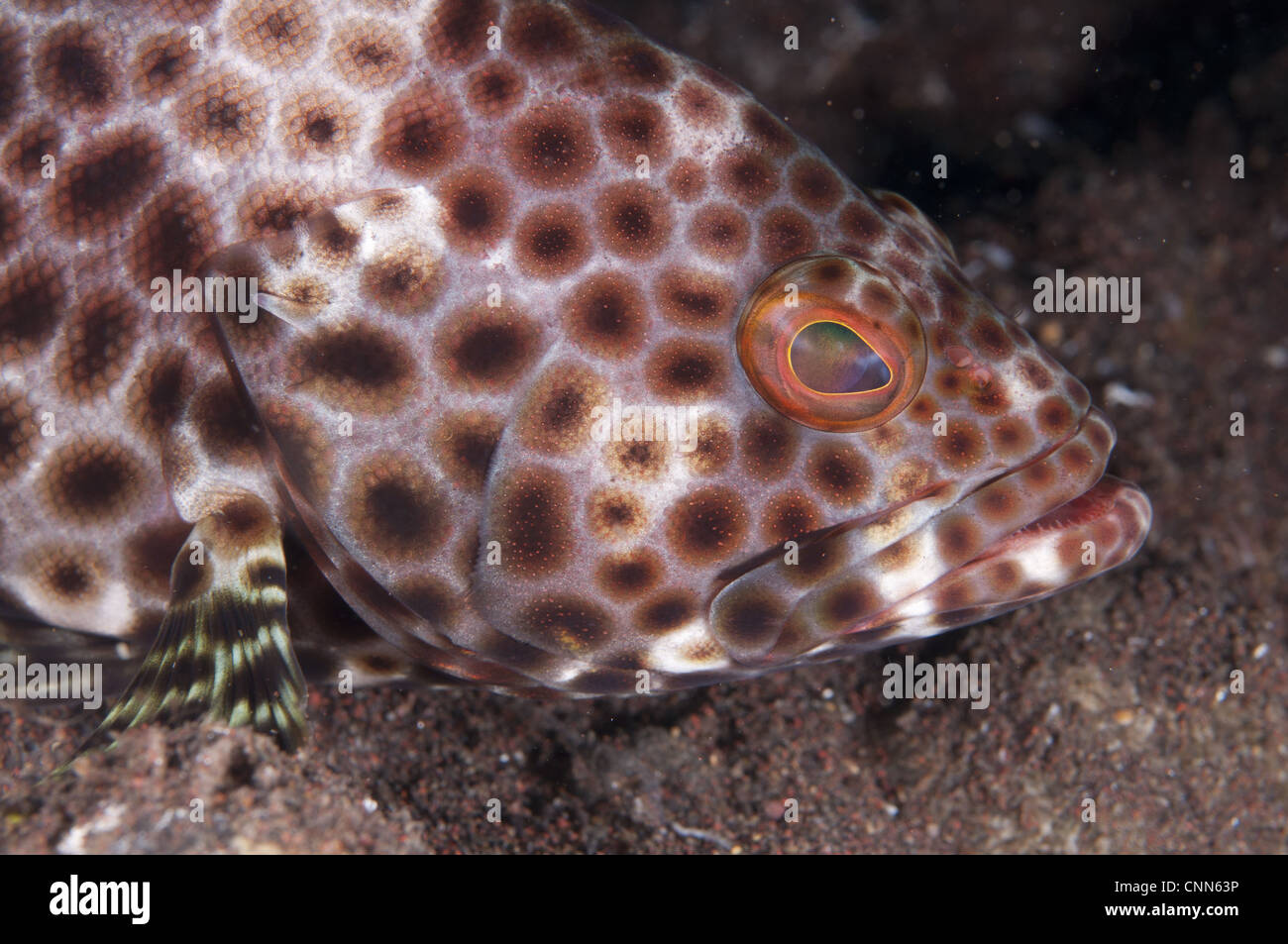 Dwarf spotted grouper fish hi-res stock photography and images - Alamy