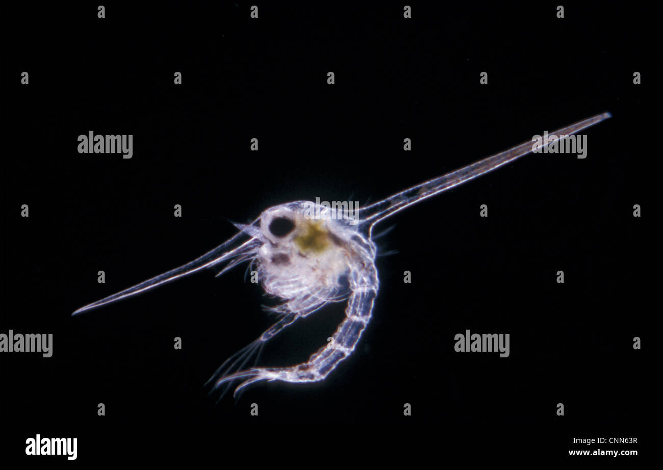 Zoea larva hi-res stock photography and images - Alamy