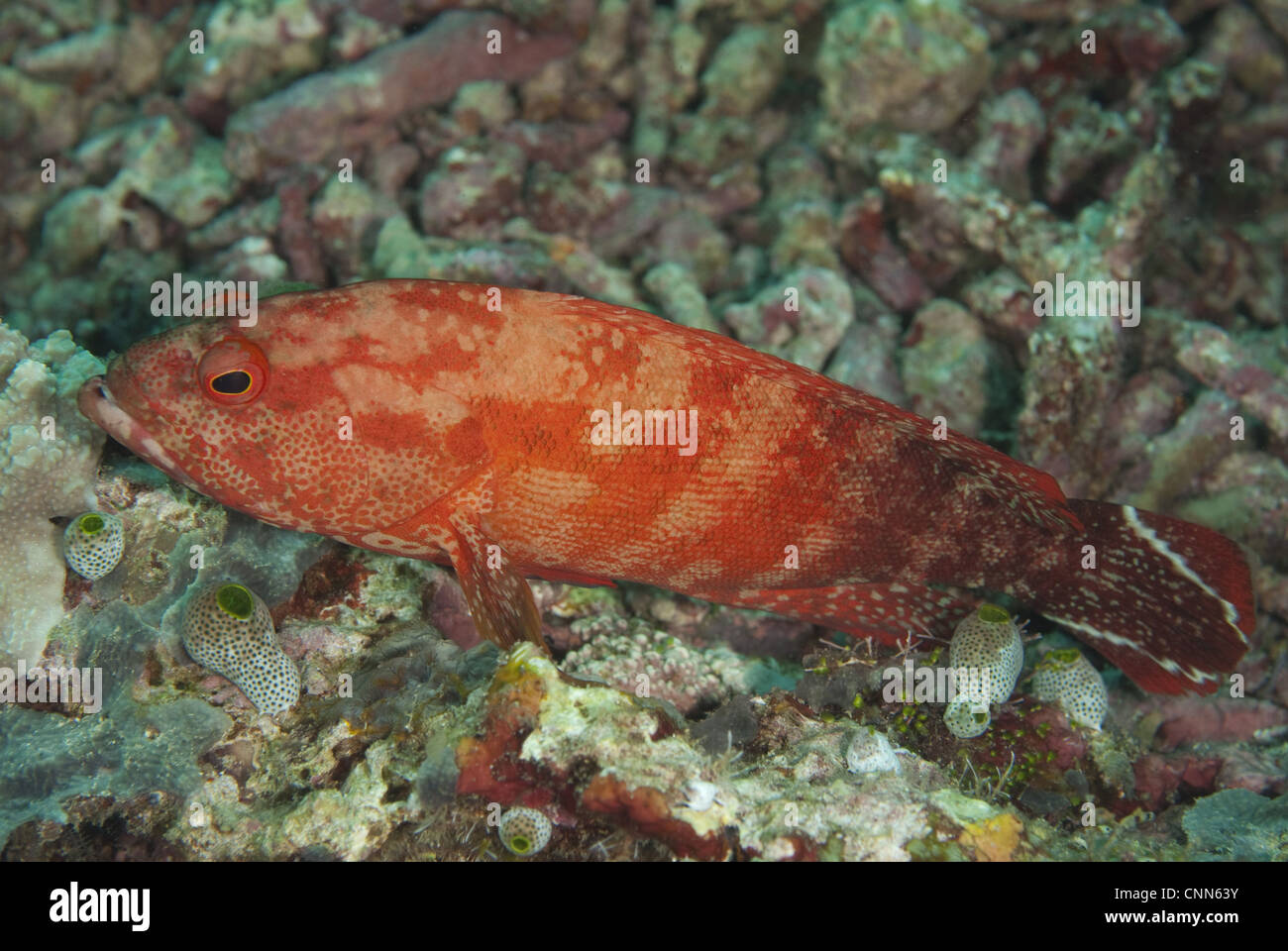 Flagtail Grouper (Cephalopholis urodeta) adult, on reef, Sipadan Island ...