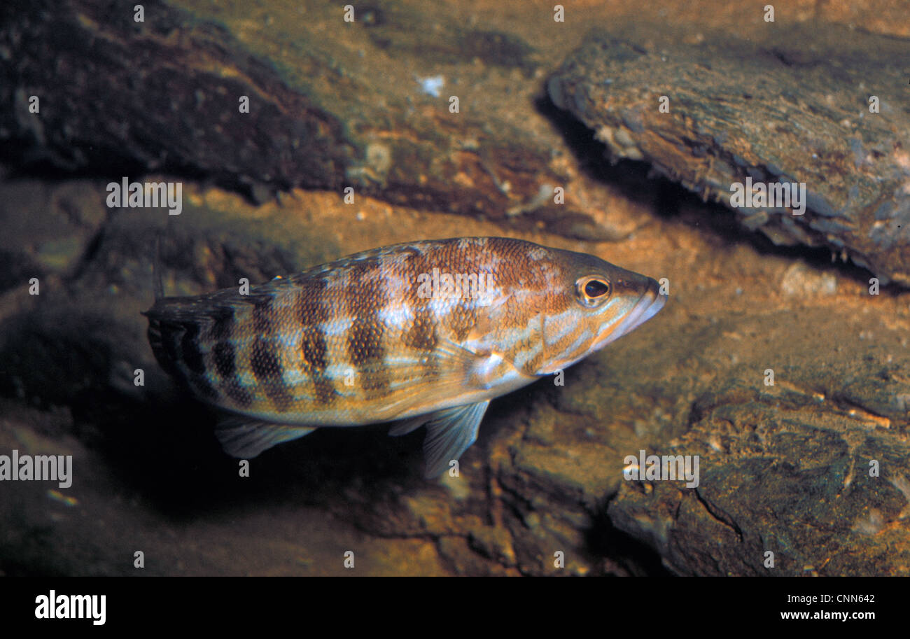 Serranus hi-res stock photography and images - Alamy