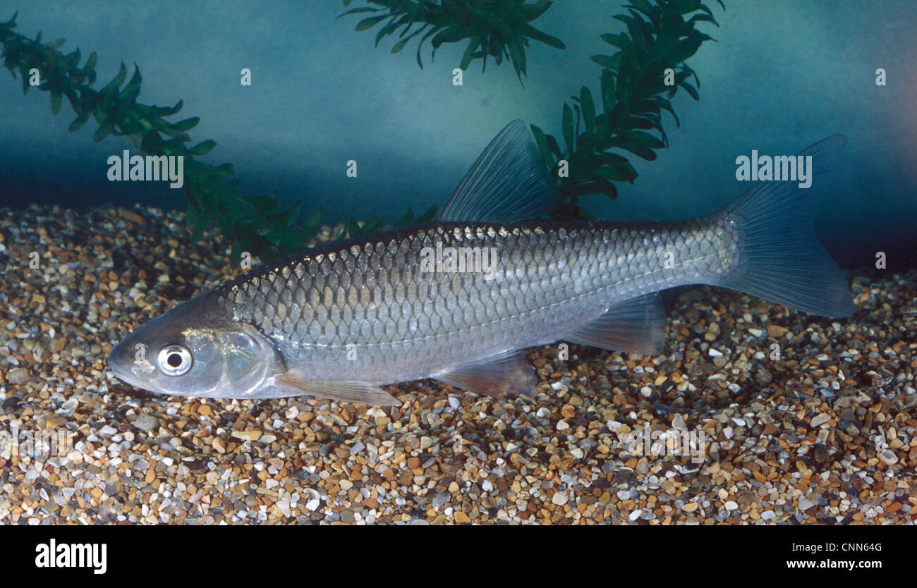 Dace fish hi-res stock photography and images - Alamy