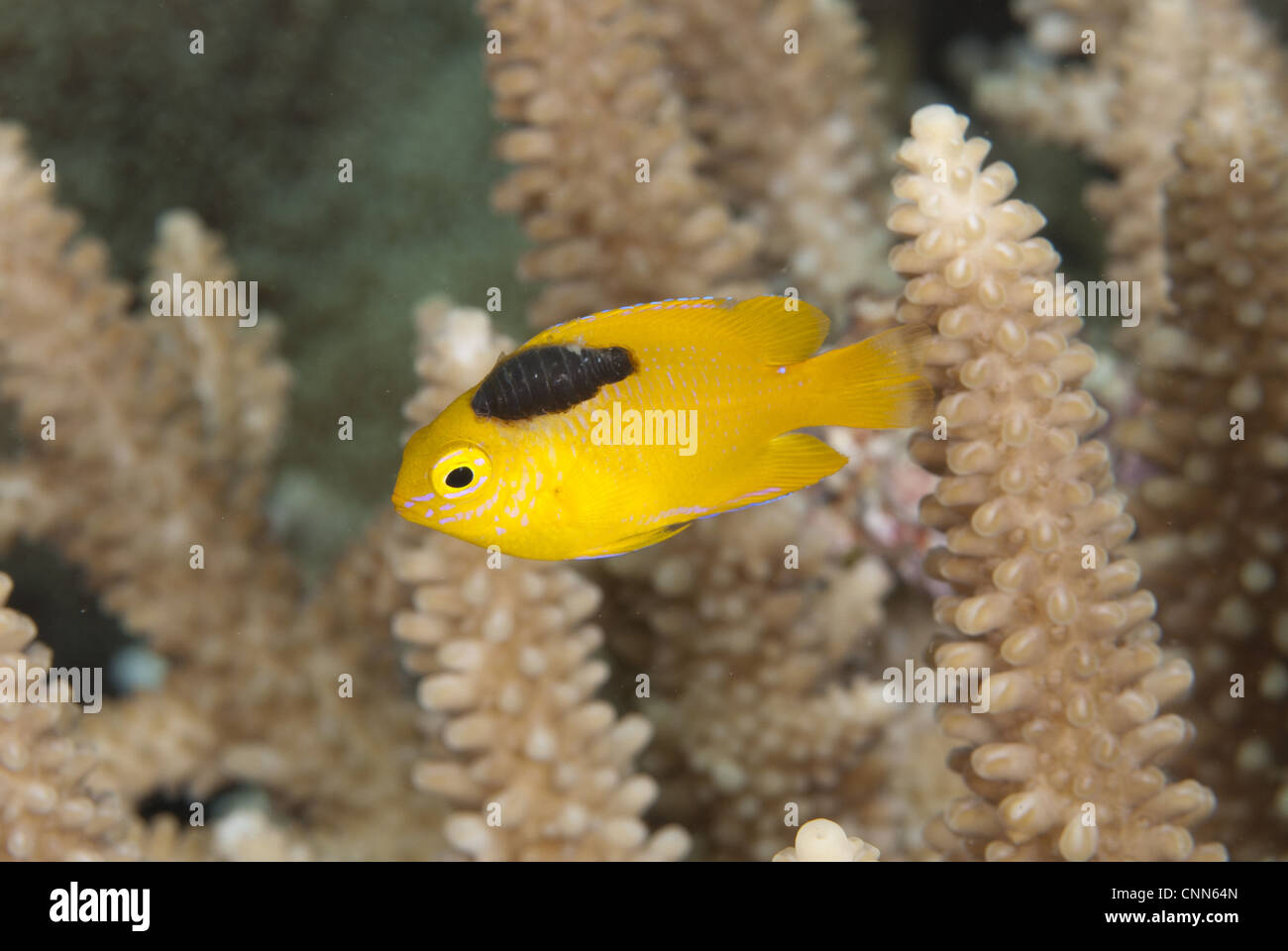 Lemon Damsel Pomacentrus moluccensis adult parasite attached swimming ...