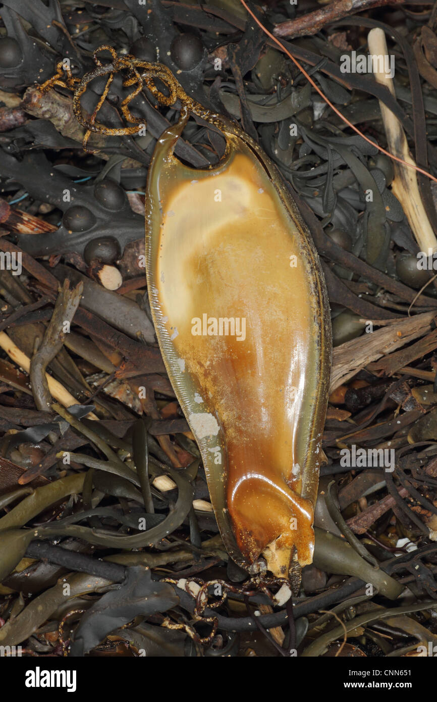Shark egg on the beach hi-res stock photography and images - Alamy