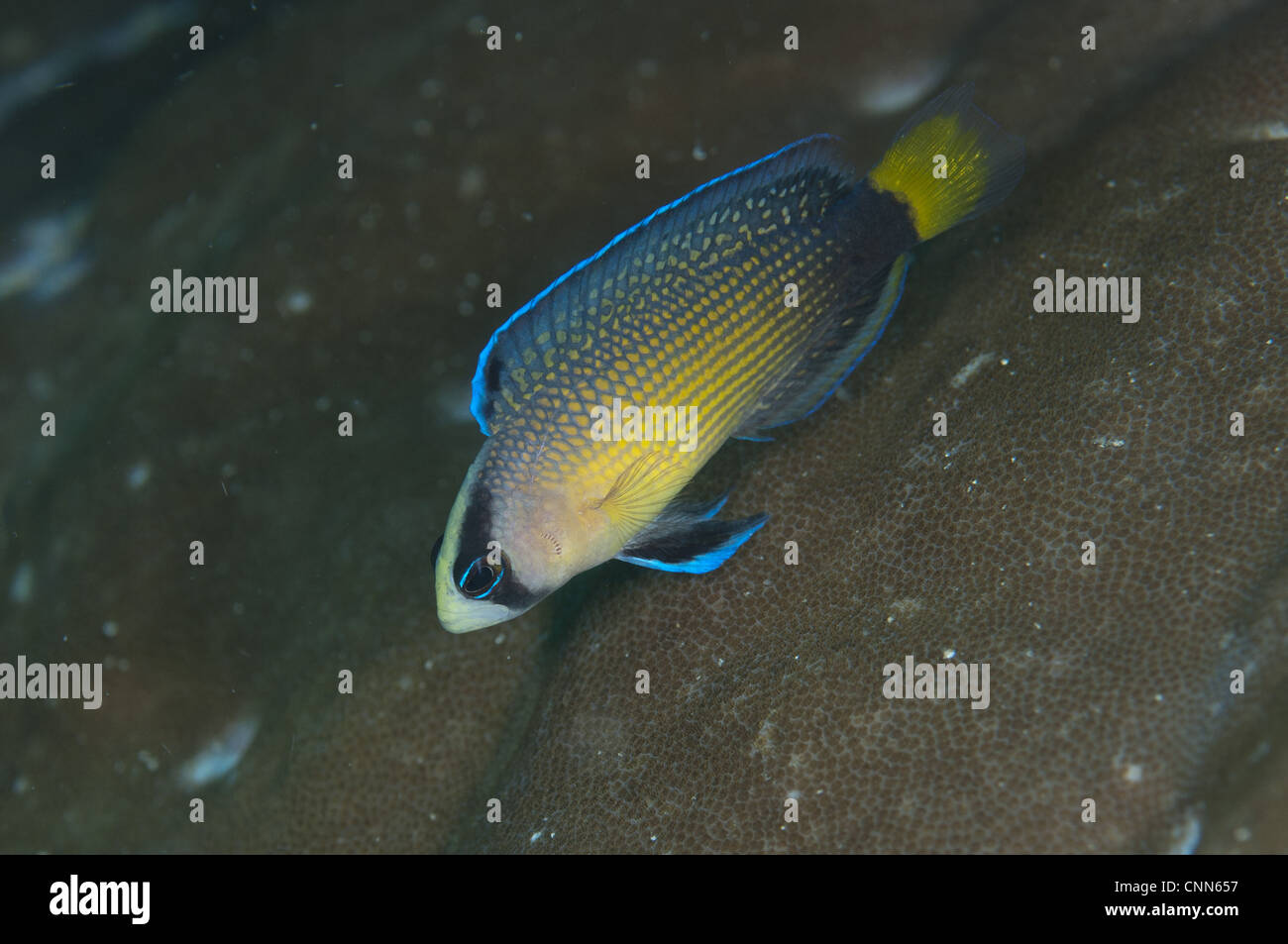 Splendid Dottyback (Pseudochromis splendens) adult, resting on reef ...