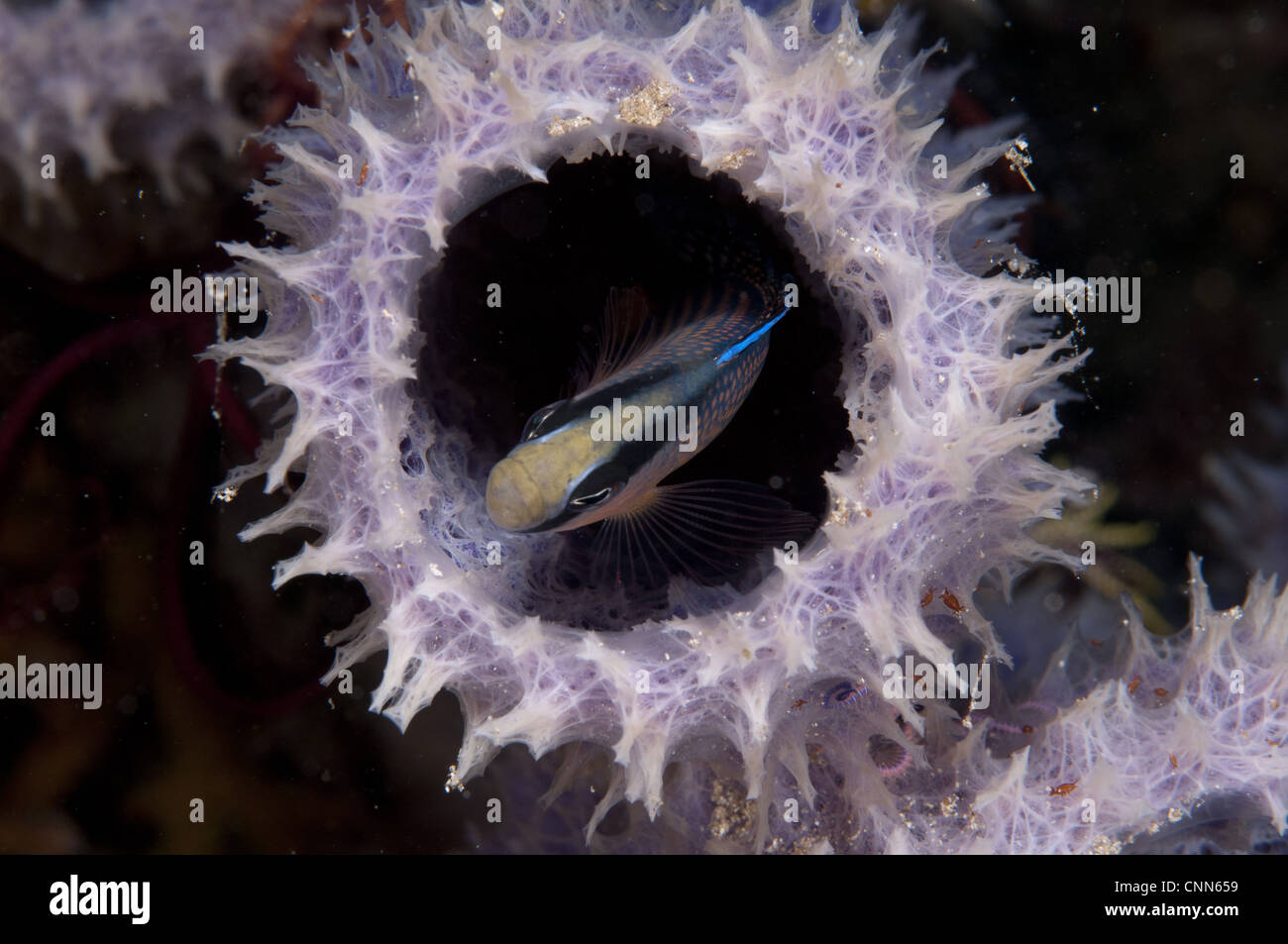 Splendid dottyback pseudochromis splendens hi-res stock photography and ...