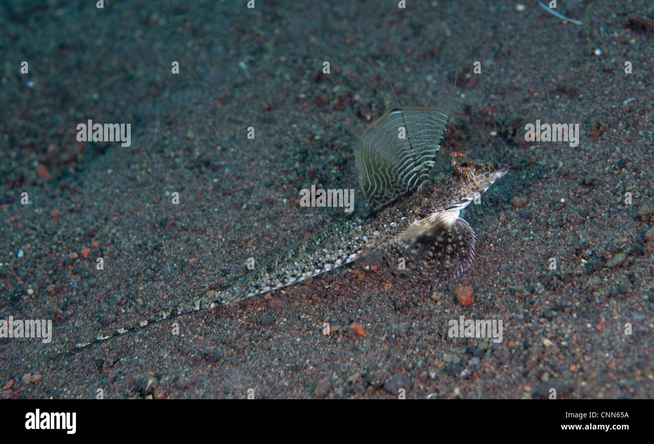 Long-tail Dragonet (Calliurichthys neptunius) adult, resting on sand ...