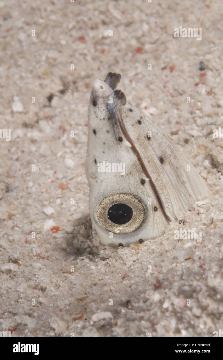 Black-finned Snake Eel (Ophichthus melanochir) adult, close-up of head ...