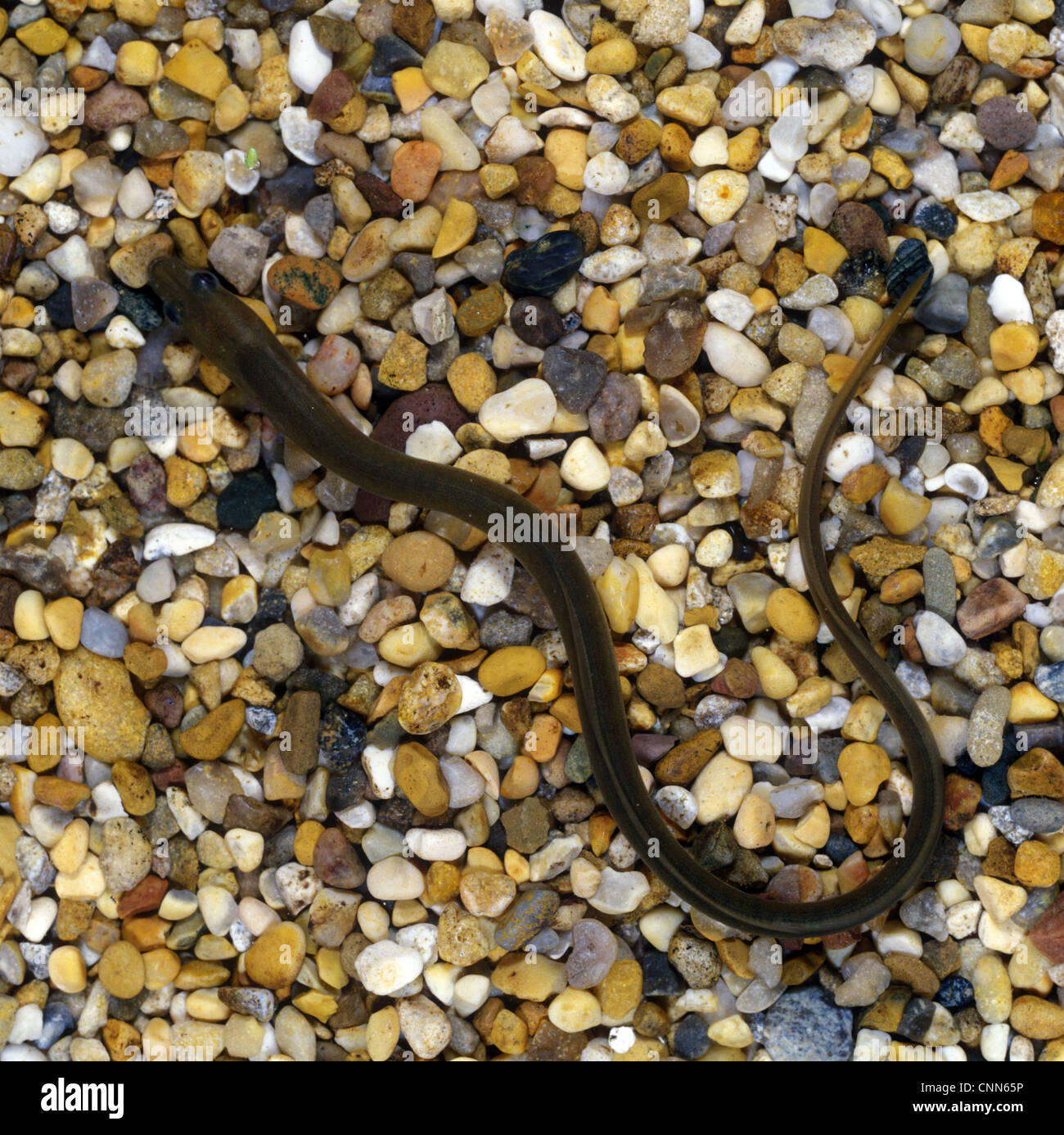 Anguilla anguilla eel sea hi-res stock photography and images - Alamy