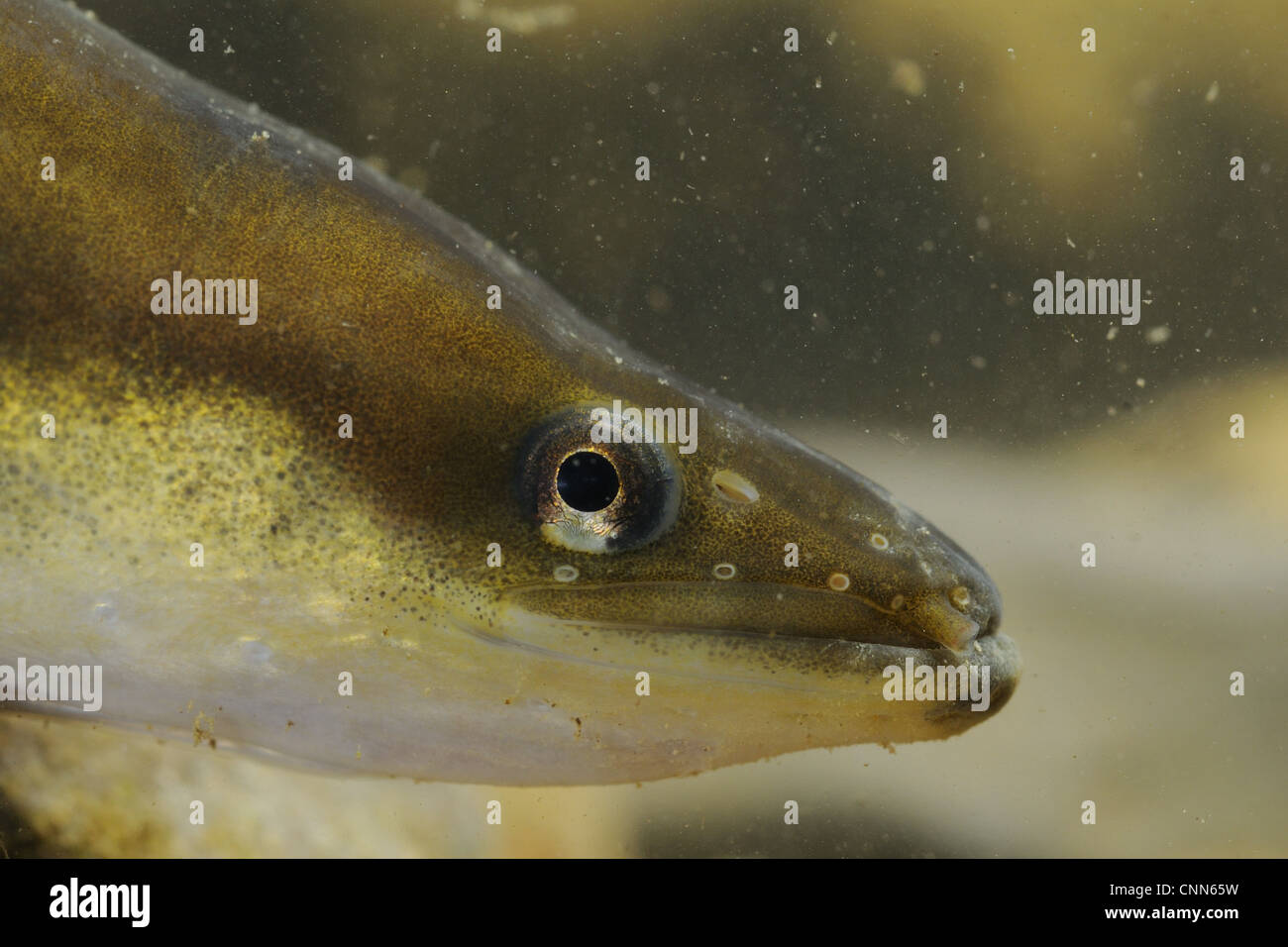 Eels italy hi-res stock photography and images - Alamy