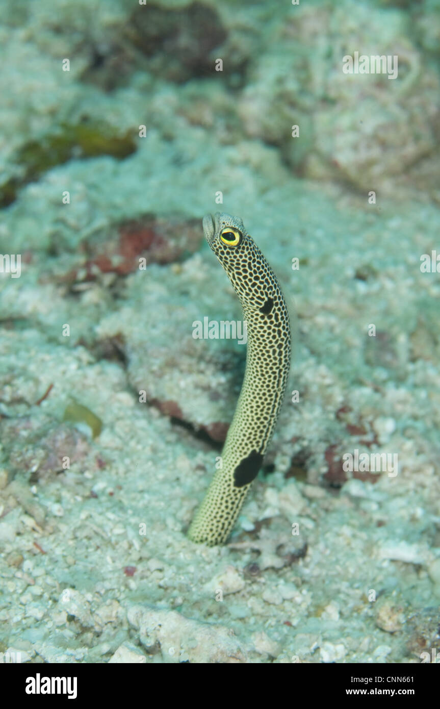 Spotted Garden Eel (Heteroconger hassi) adult, emerging from burrow ...