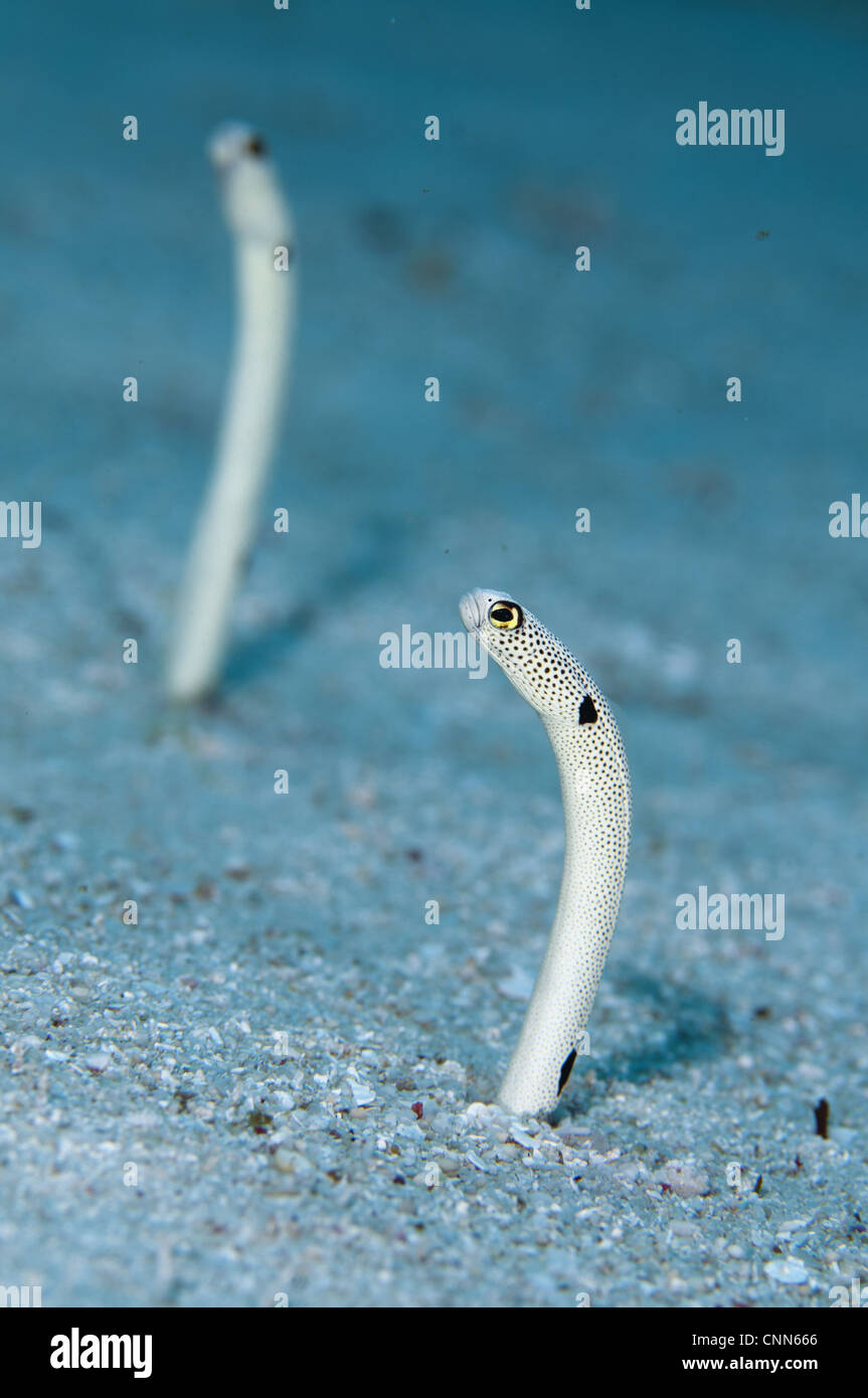 Spotted Garden Eel Heteroconger hassi two adults emerging burrows Ameth ...