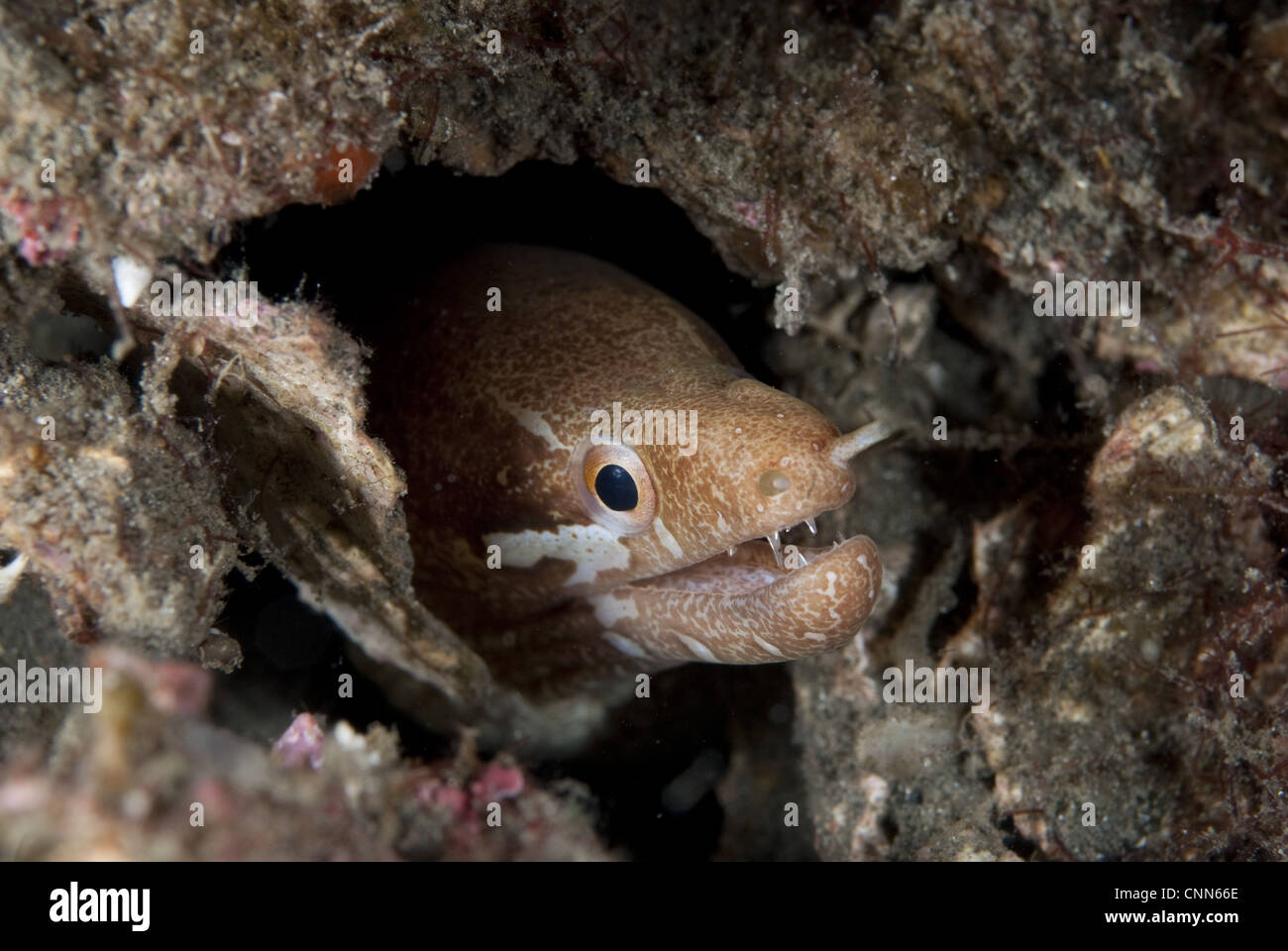 Barred fin moray eel hi-res stock photography and images - Alamy