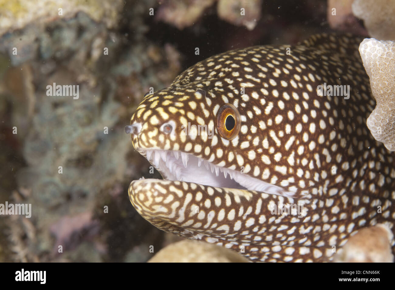 White-mouthed Moray Eel (Gymnothorax meleagris) adult, close-up of head ...