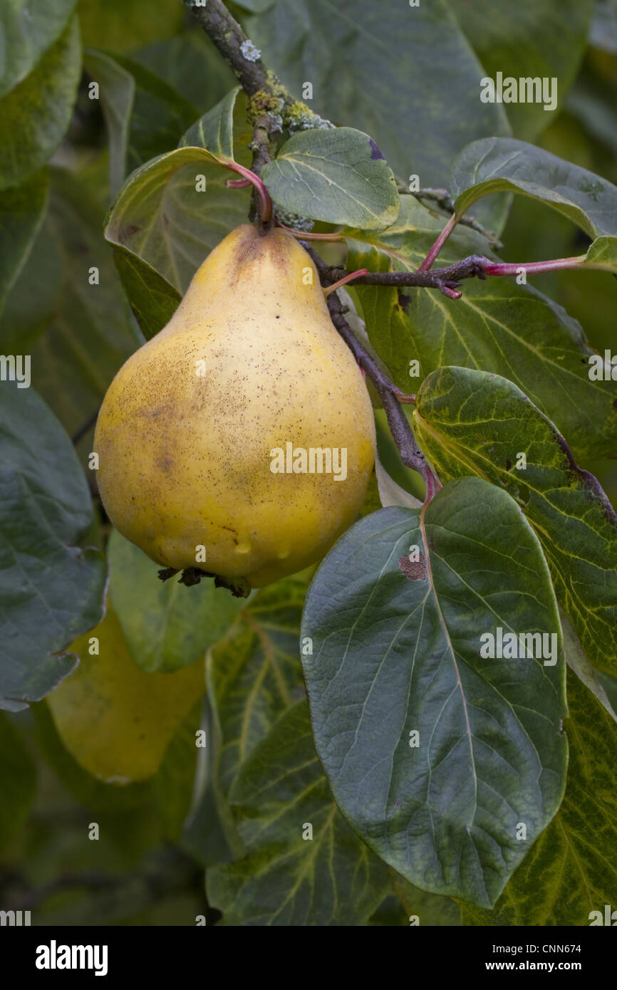 Quince Cydonia oblonga fruit lumpy yellow skin hard flesh quite bitter ...
