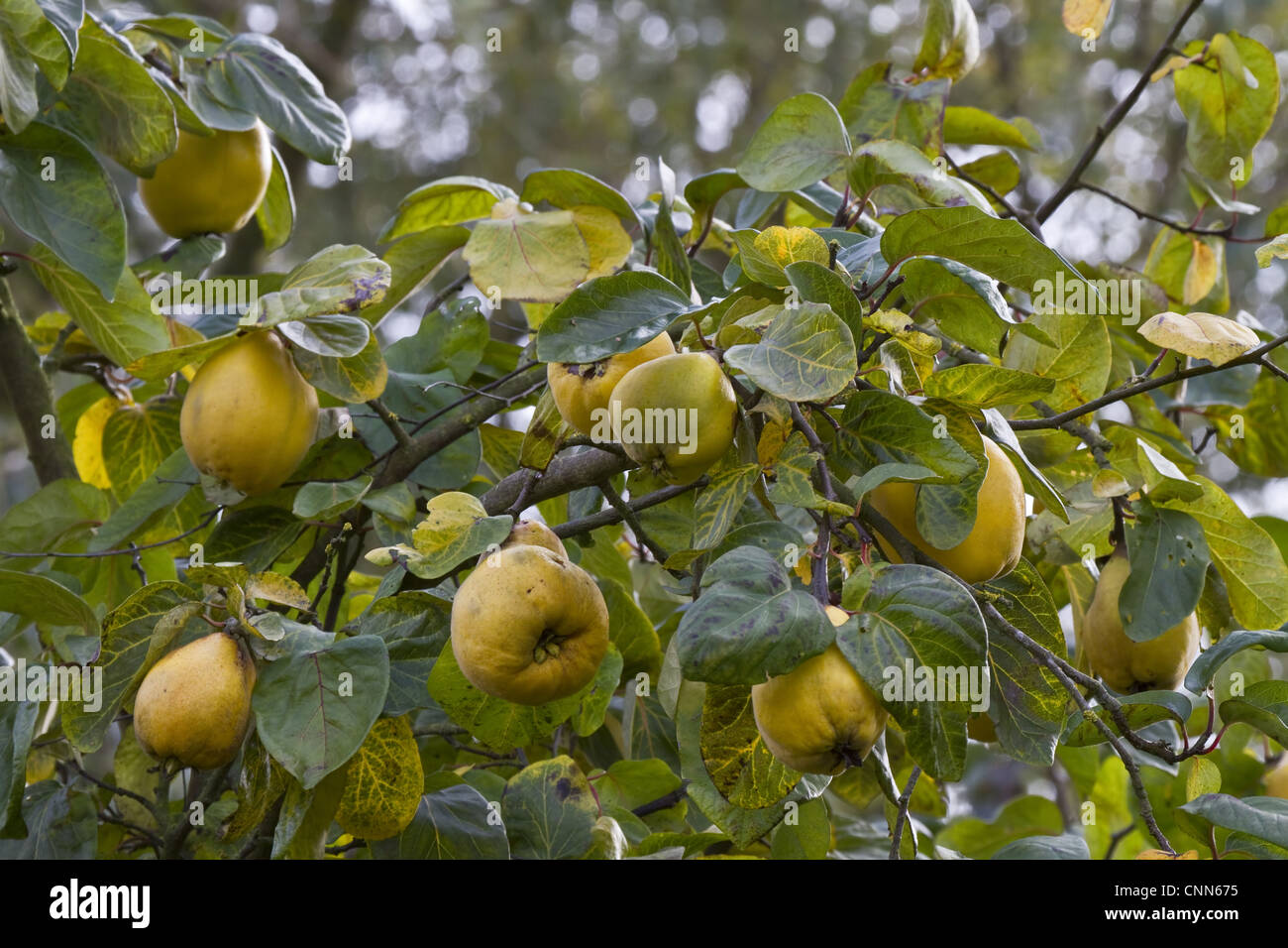 Quince Cydonia oblonga fruit lumpy yellow skin hard flesh quite bitter ...