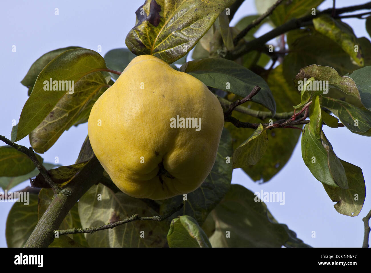 Quince Cydonia oblonga fruit lumpy yellow skin hard flesh quite bitter ...