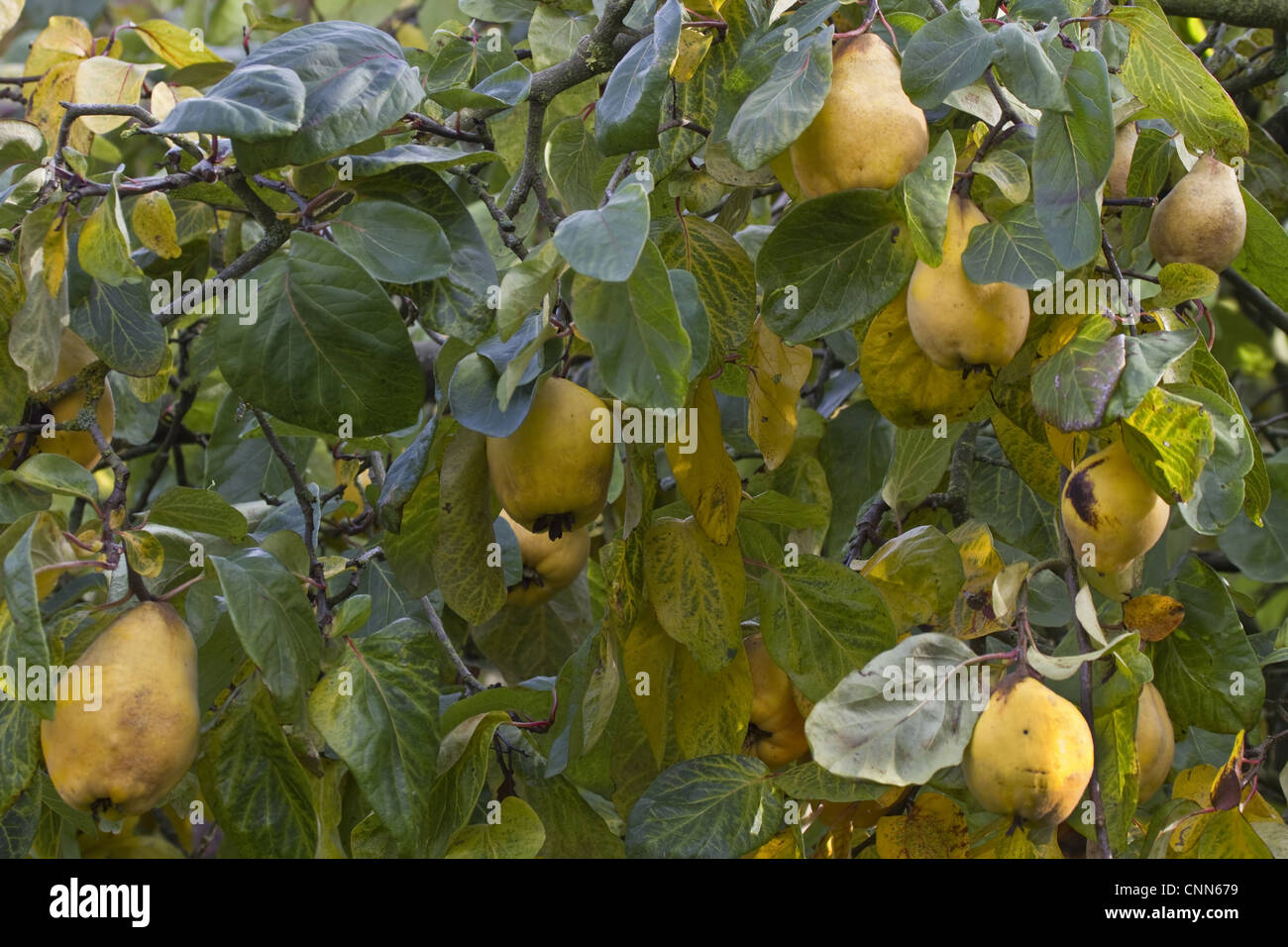 Quince Cydonia oblonga fruit lumpy yellow skin hard flesh quite bitter ...