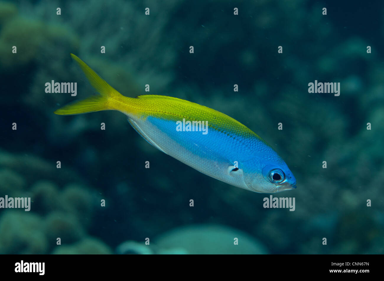 Yellowtail False Fusilier Paracaesio xanthura adult swimming 'Blue ...
