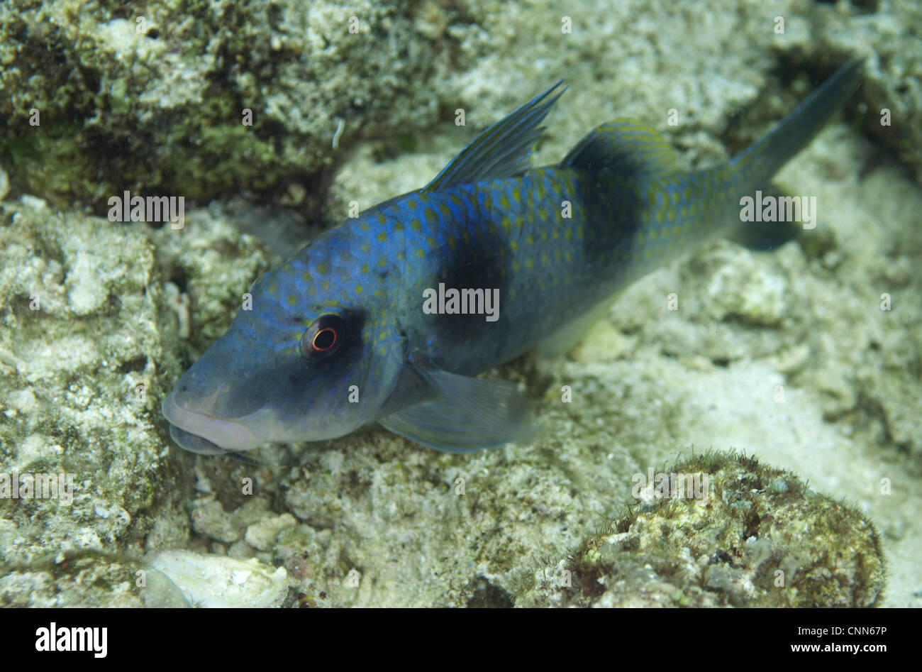 Double-bar Goatfish (Parupeneus bifasciatus) adult, on reef, Sipadan ...