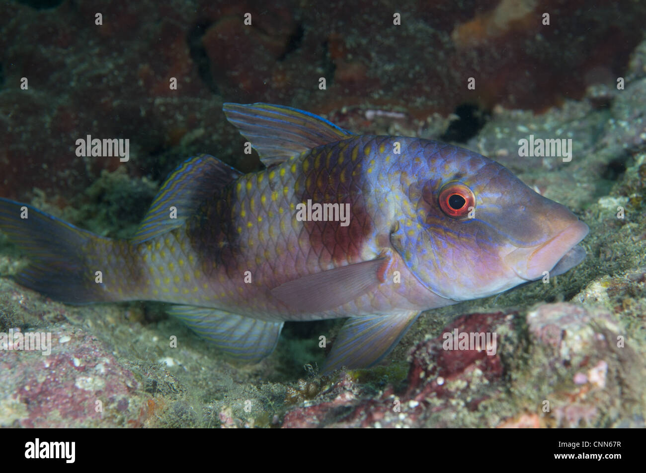 Double-bar Goatfish Parupeneus bifasciatus adult purple colour phase ...